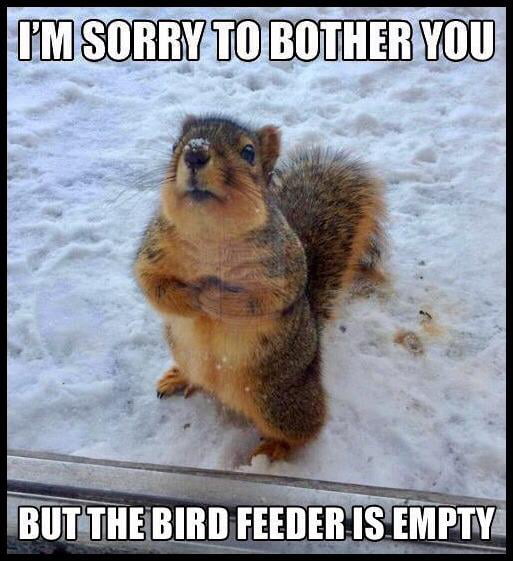 Excuse me... But the bird feeder is empty. - 9GAG