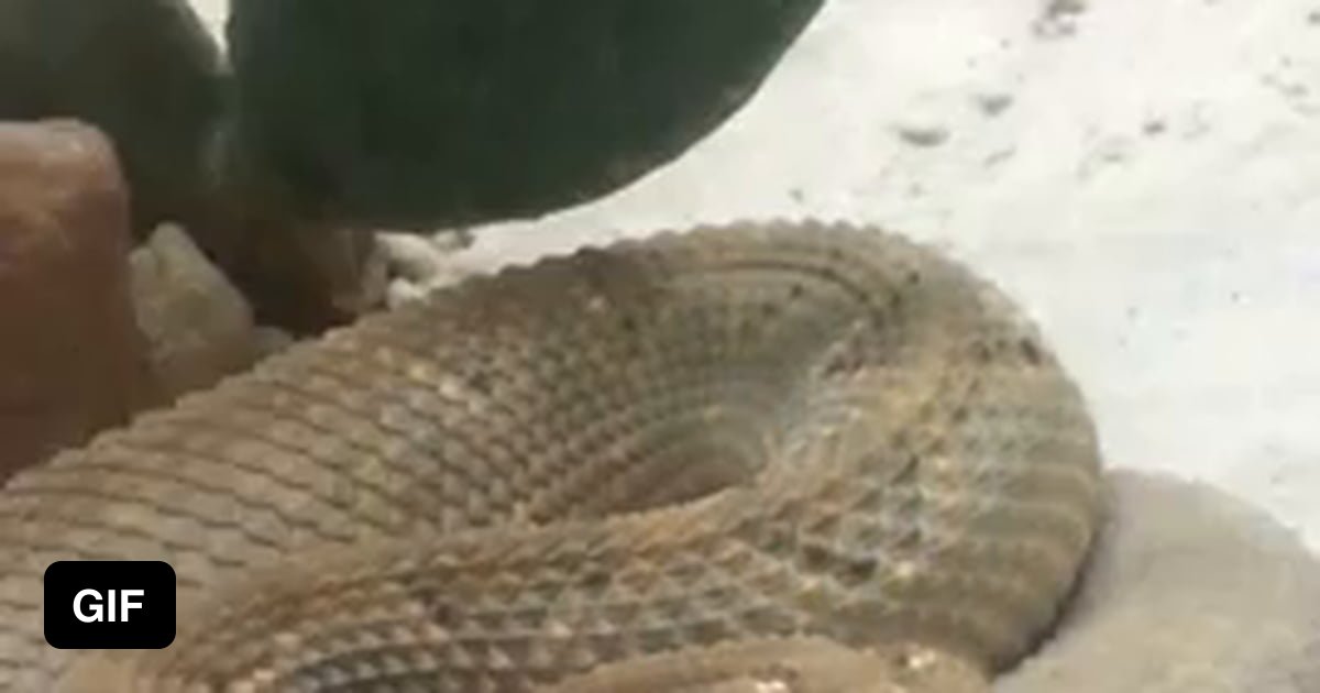 Rattlesnake yawn - 9GAG