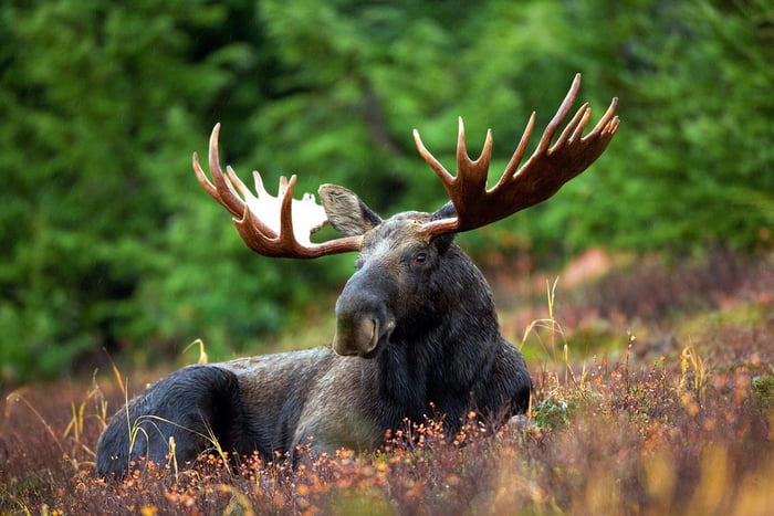 American Moose - A full grown male moose is taller than a horse and can ...