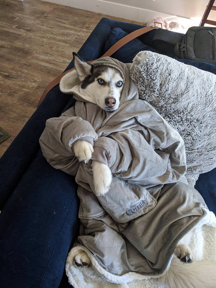 Husky in a snuggy - 9GAG