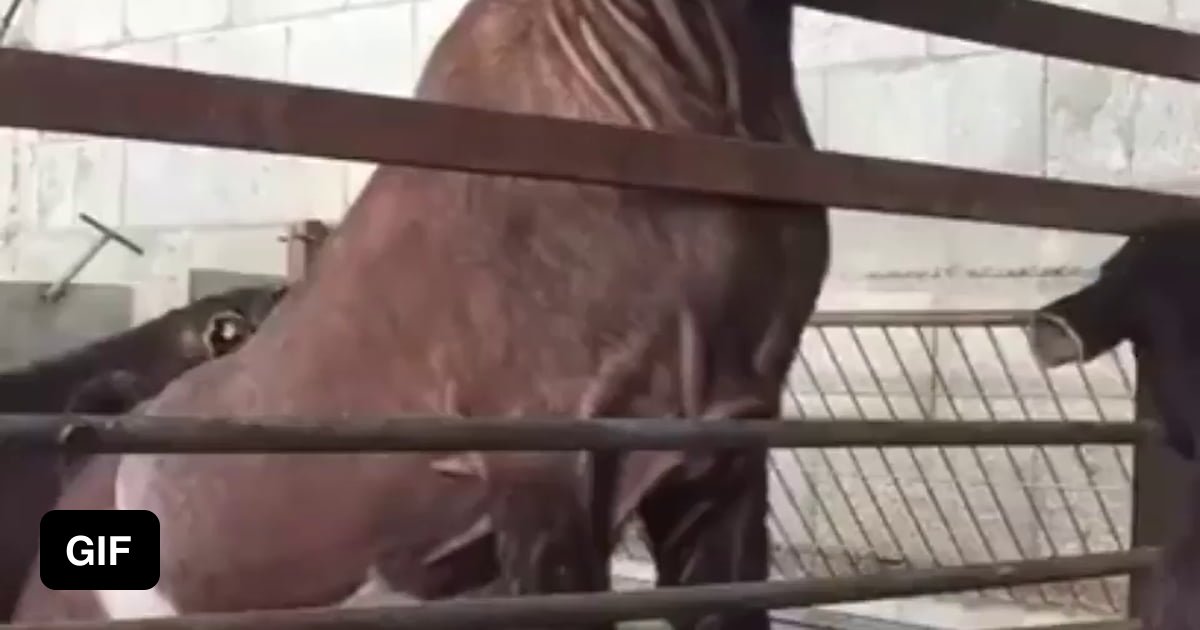 It's a breed of goat known as the "Shami", also called the "Damascus ...