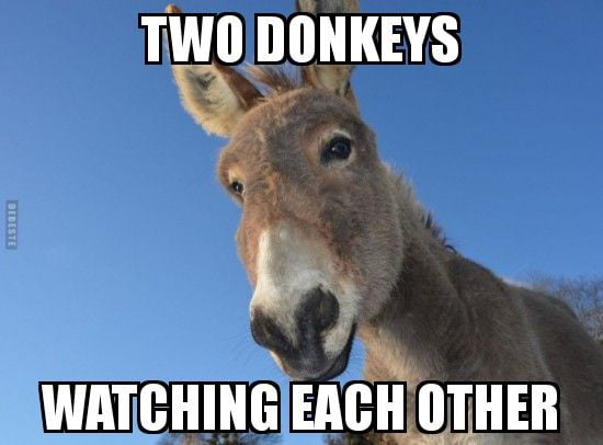 2 donkeys 1 screen - 9GAG