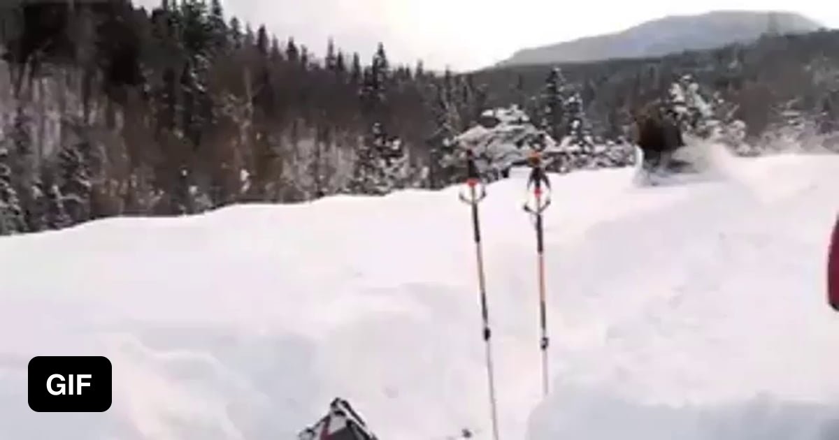 As clumsy as moose can appear, they're incredibly f**king powerful - 9GAG
