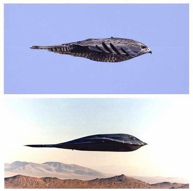 How the US B2 Falcon was designed after its namesake - 9GAG