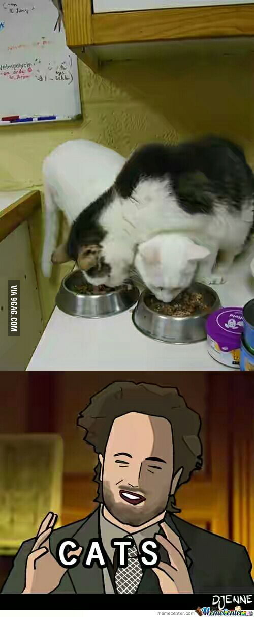 Cats Typical Cats - 9GAG