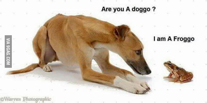Doggo froggo - 9GAG