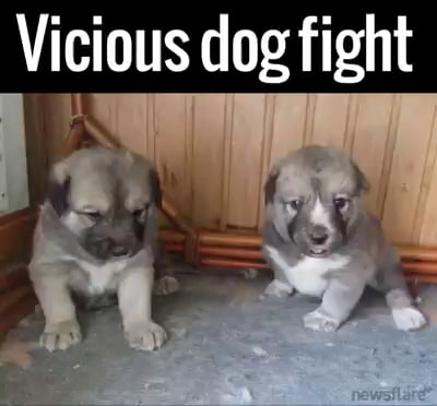 Most Vicious Dog Fight Ever Recorded! - 9GAG