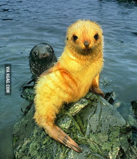 Blonde Seal posing - 9GAG