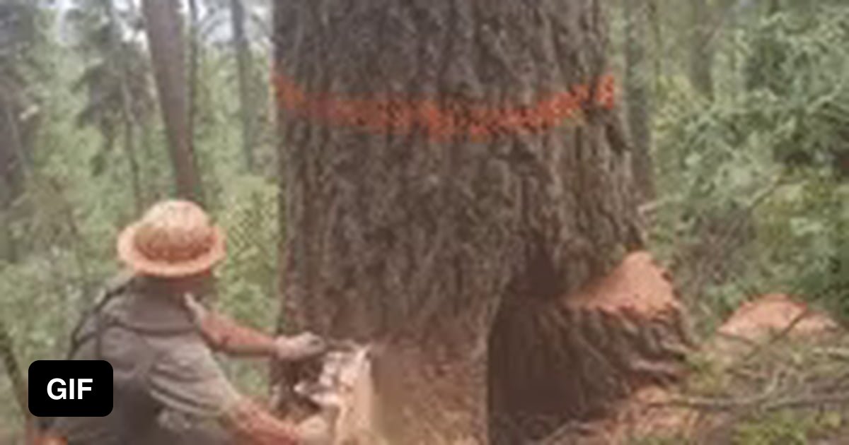 Giant Tree Splitting Down The Middle - 9GAG