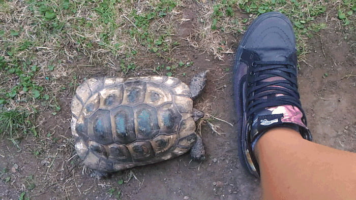 This is my turtle and and does this every time he sees a shoe. - 9GAG