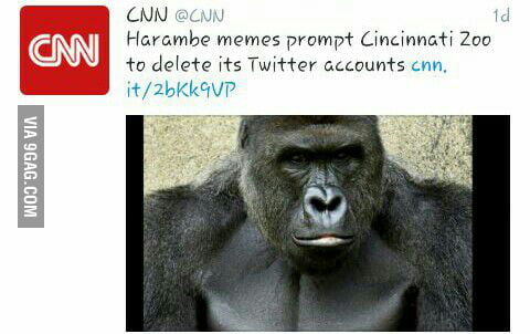 THE POWER OF A MEME.. *pulls dick out for harambe* - 9GAG