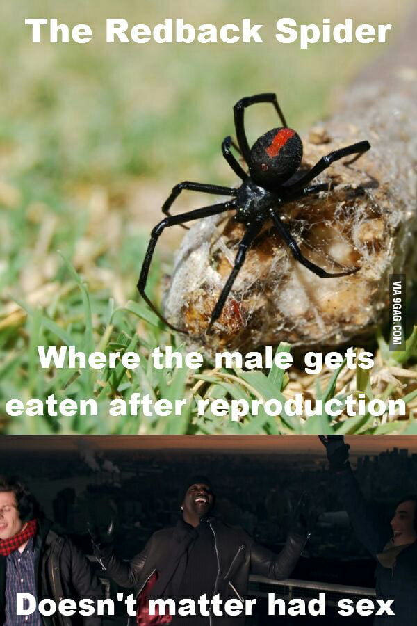 May I present you: The Redback Spider - 9GAG
