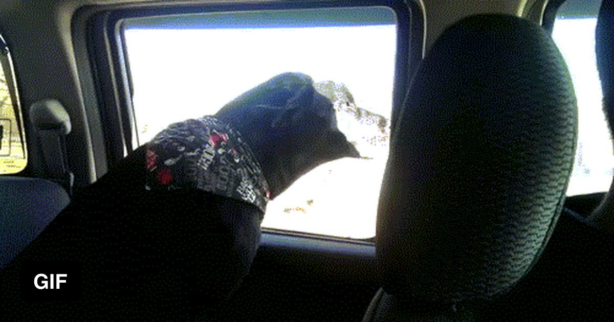 My dog thinks he can catch a car - 9GAG