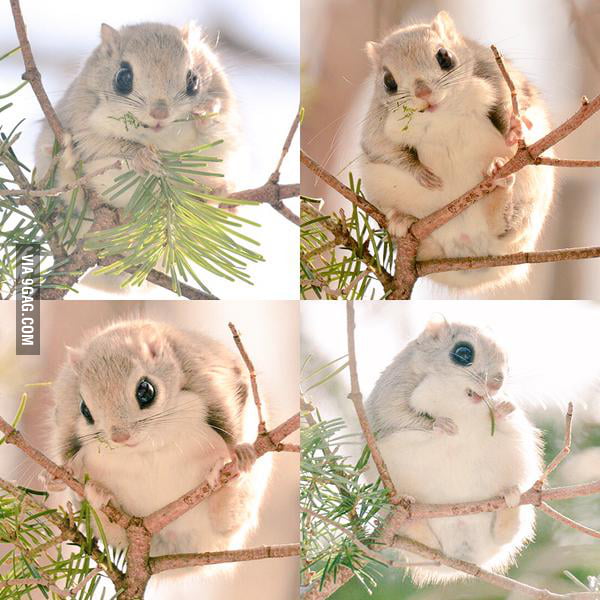 Meet Ezo momonga - flying squirrel from northern Japan (Hokkaido) - 9GAG