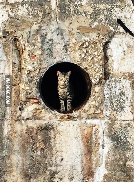 Holy Cat! - 9GAG