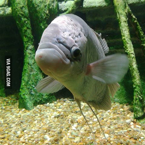 At the aquarium in my city. The Grumpy Fish - 9GAG