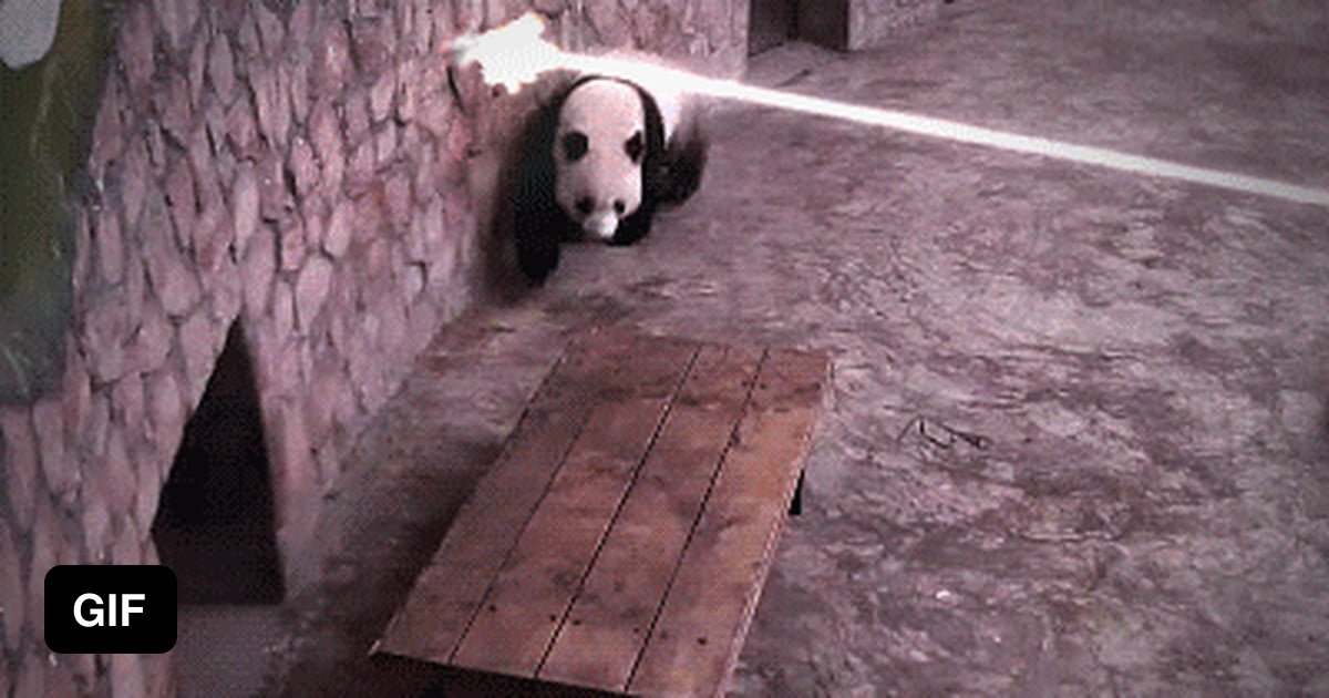 Panda under heavy fire - 9GAG