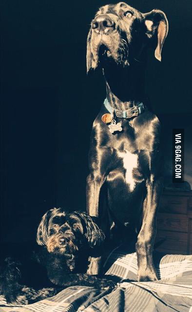 If my dogs started a band, this would be their album cover - 9GAG