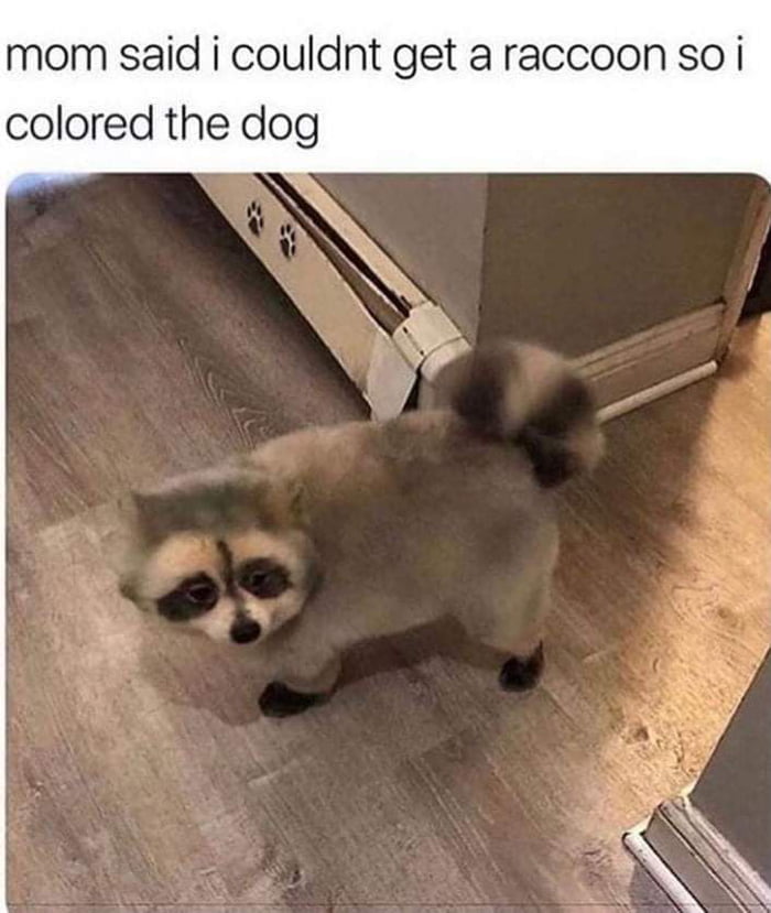 Ghost raccoon - 9GAG