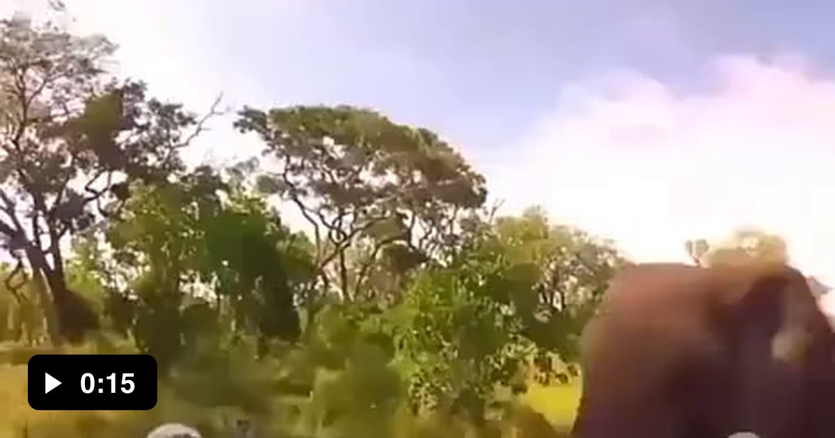 Its elephant Thursday - 9GAG