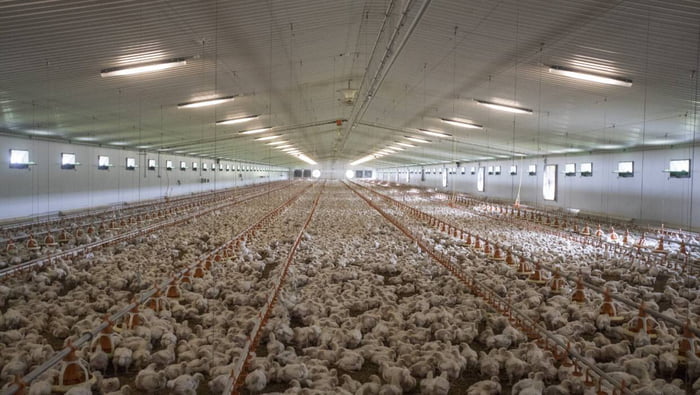 This is an RSPCA certified free range chicken farm. Most free range ...