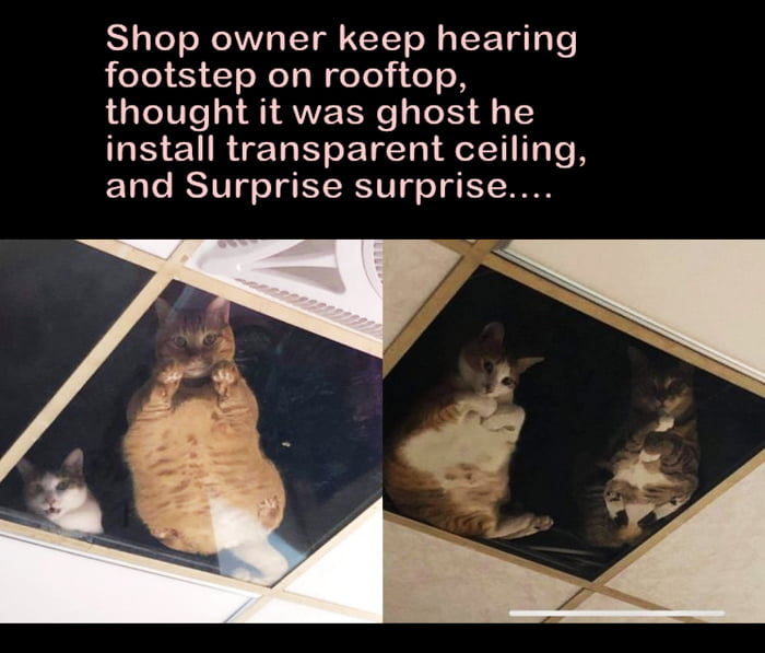 Attack of the meowbie - 9GAG