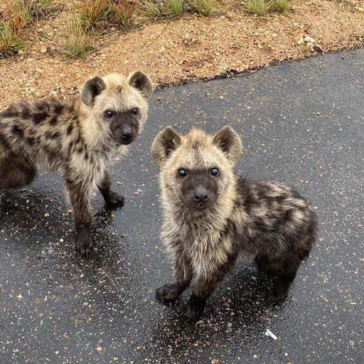 Hyena cubs - 9GAG