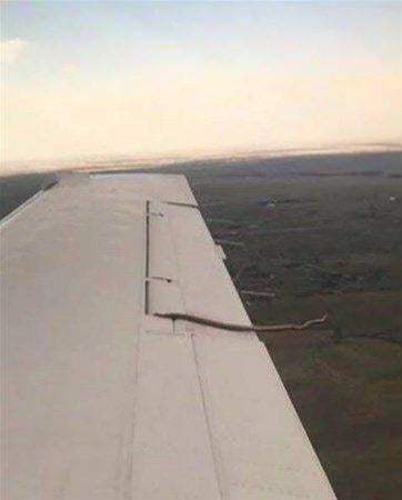 Snake hanging from airplane wing - 9GAG