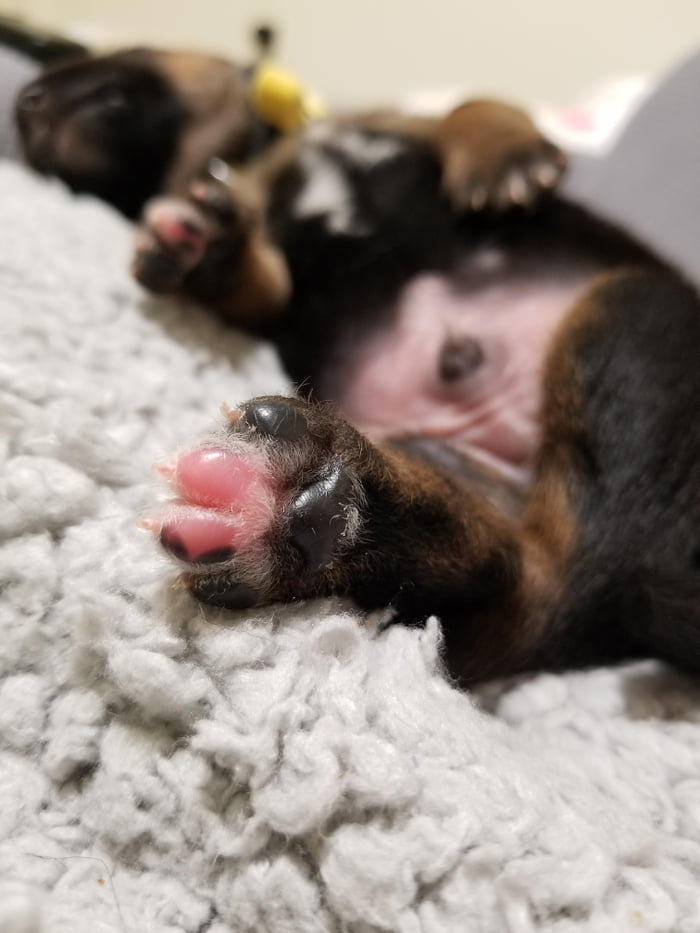 10-day-old toe beans - 9GAG