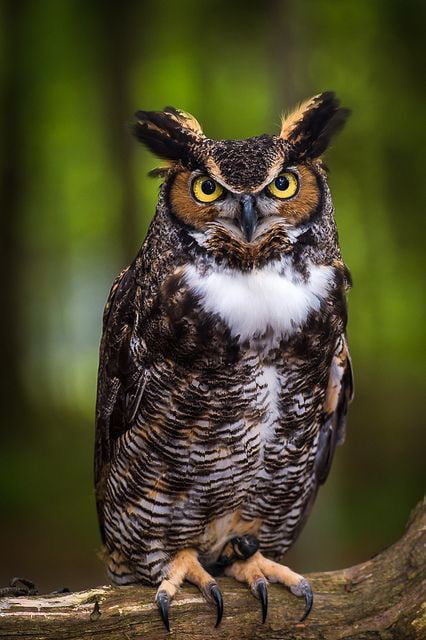 This is the most judgemental owl you'll see today - 9GAG