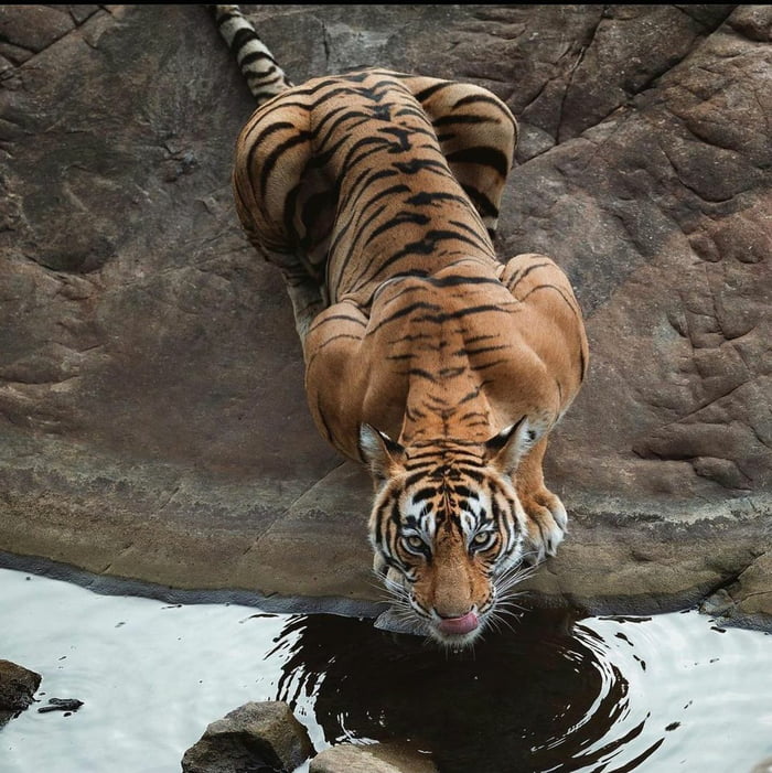 Body of this big cat! - 9GAG