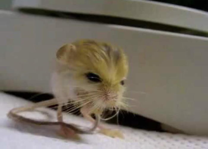 Pygmy Jerboa