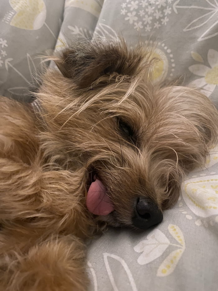 13yr old derpy doggo - 9GAG