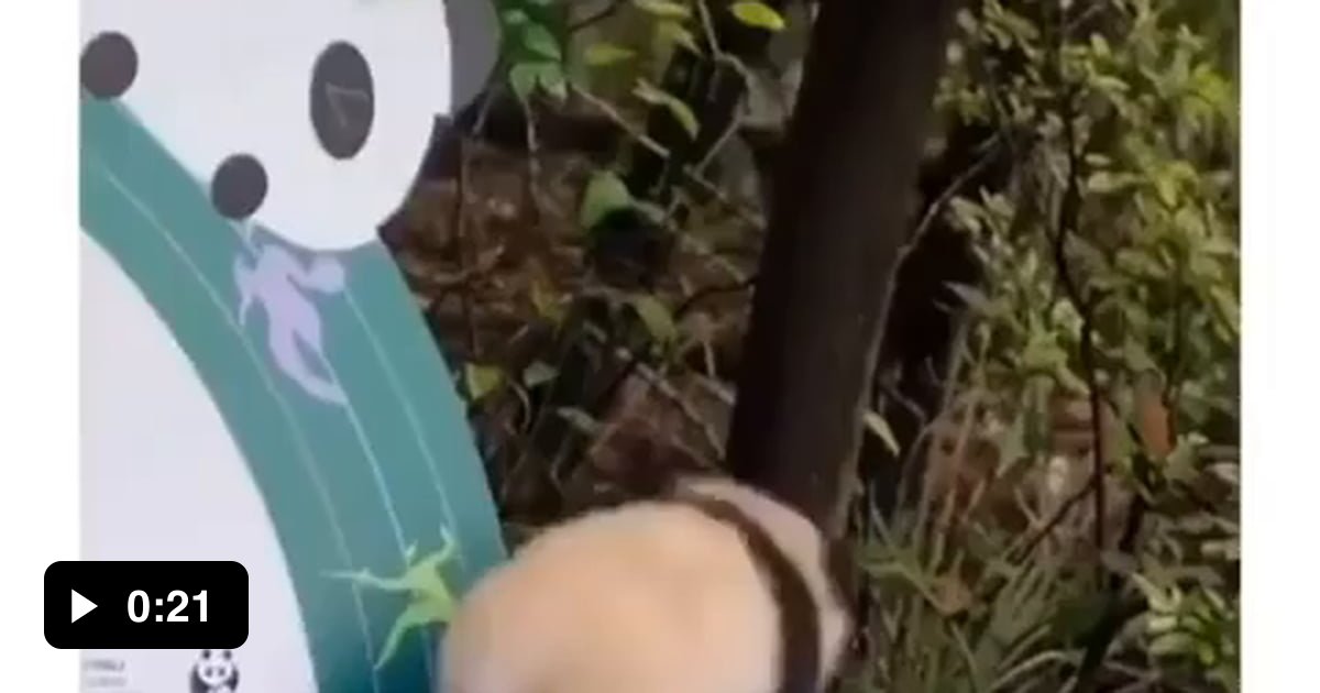 Baby Panda is Hurt After falling, Asks a Hug from Nanny - 9GAG