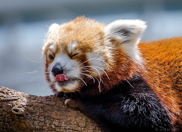 Red pandas have a modified wrist bone that acts like a thumb, helping ...