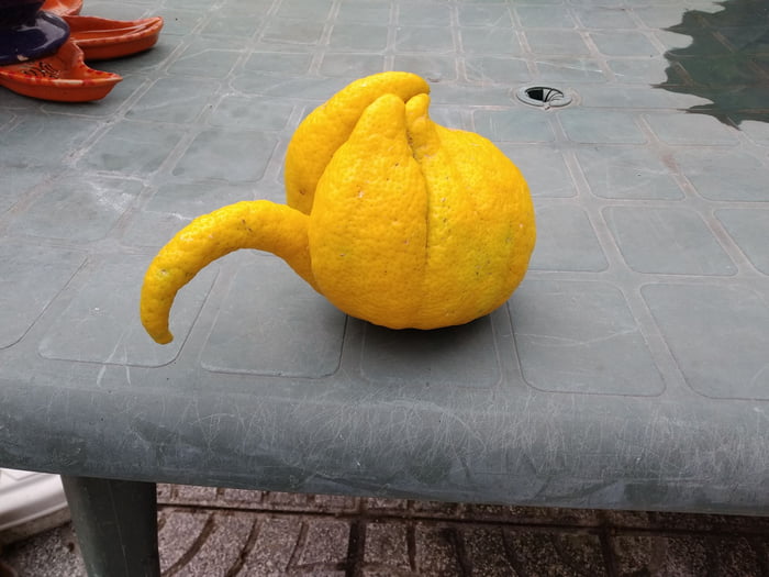 The strangest lemon I have ever seen - 9GAG