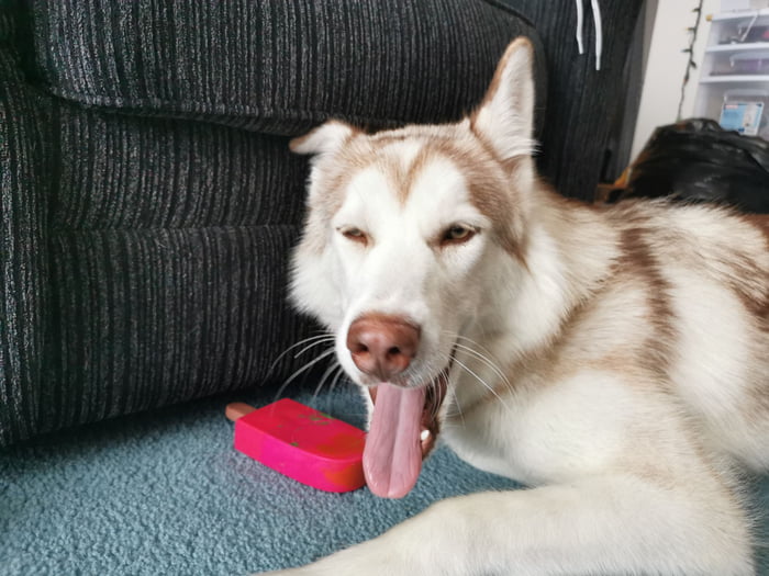 My doggo is Derp - 9GAG