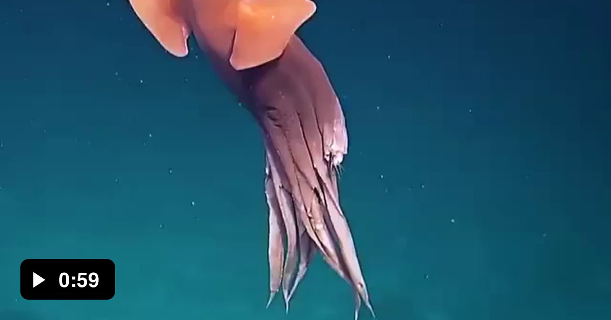 Incredible octopus stretching it's tentacles to form a huge balloon ...