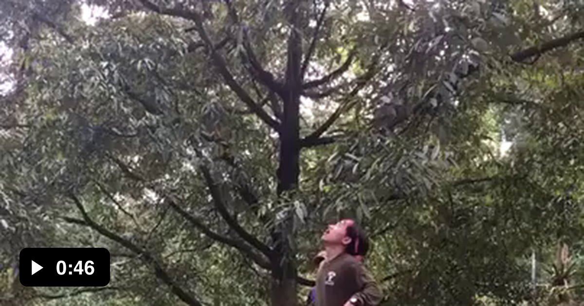 Durian catching season is here! - 9GAG