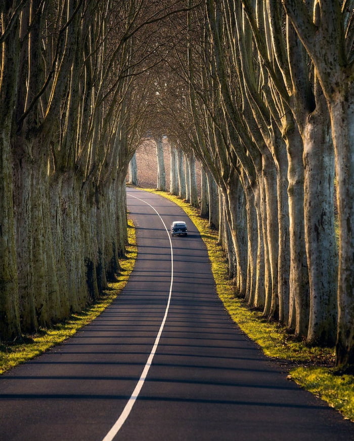 These perfectly aligned trees - 9GAG