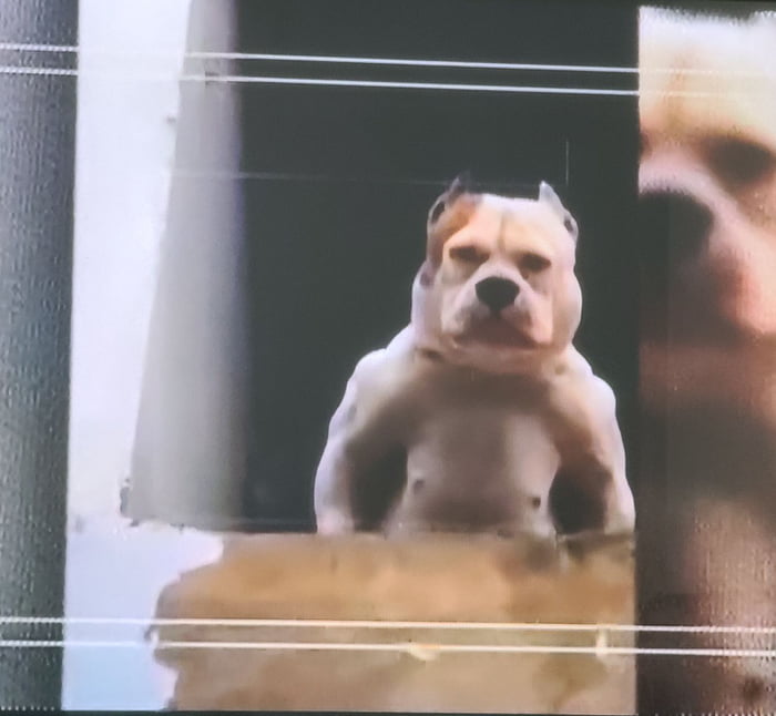 Solid Pit bull - 9GAG