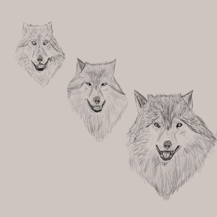 Progression of drawing of the same wolf, 3 times in a row. Practice ...