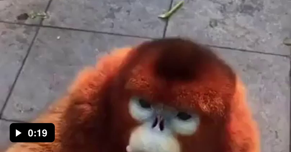 Monkey walking like a human - 9GAG