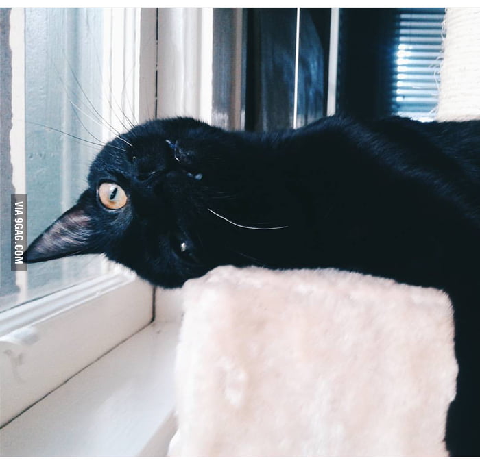 A crow peering out a window - 9GAG