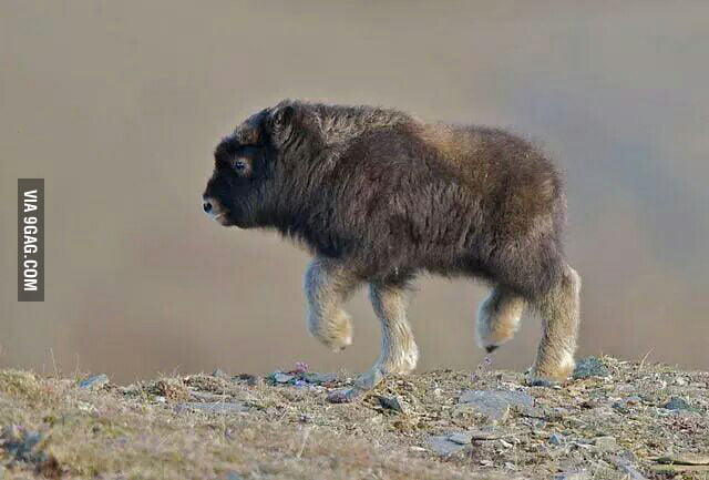 Here's a tiny bison to cheer you up - 9GAG
