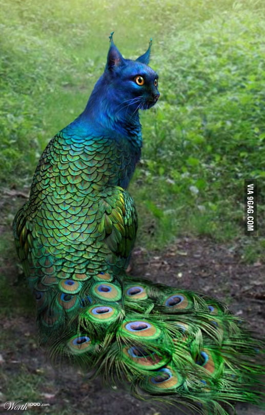 Peacat - 9GAG