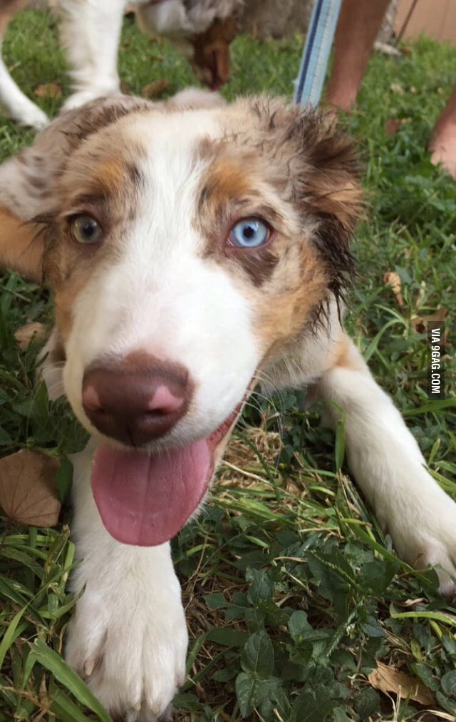 Those Eyes 9gag