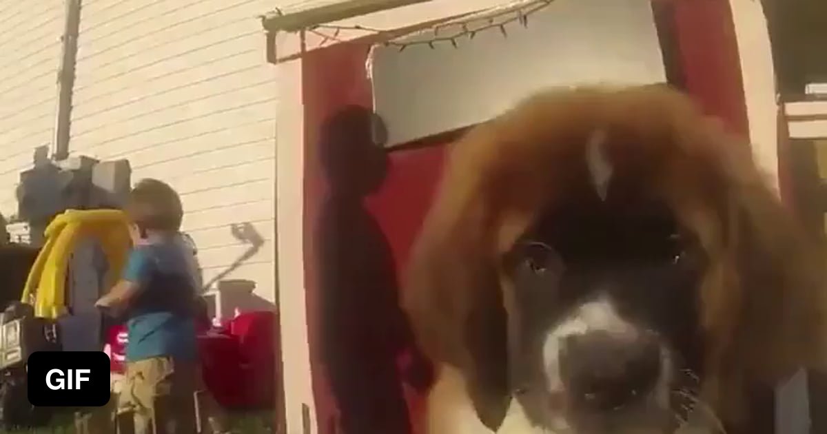 St Bernard puppy chasing the camera - 9GAG