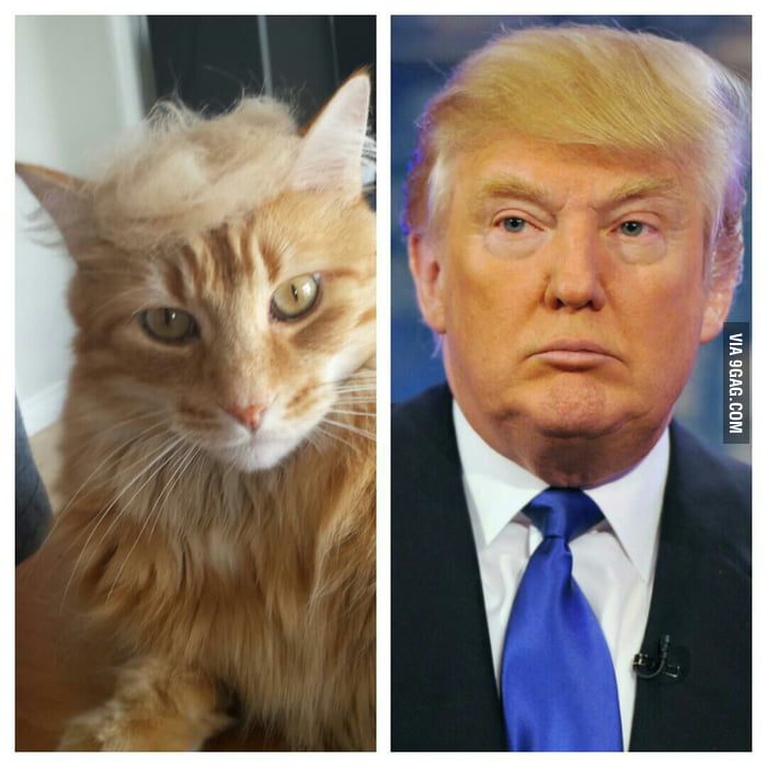 Trumpy cat - 9GAG