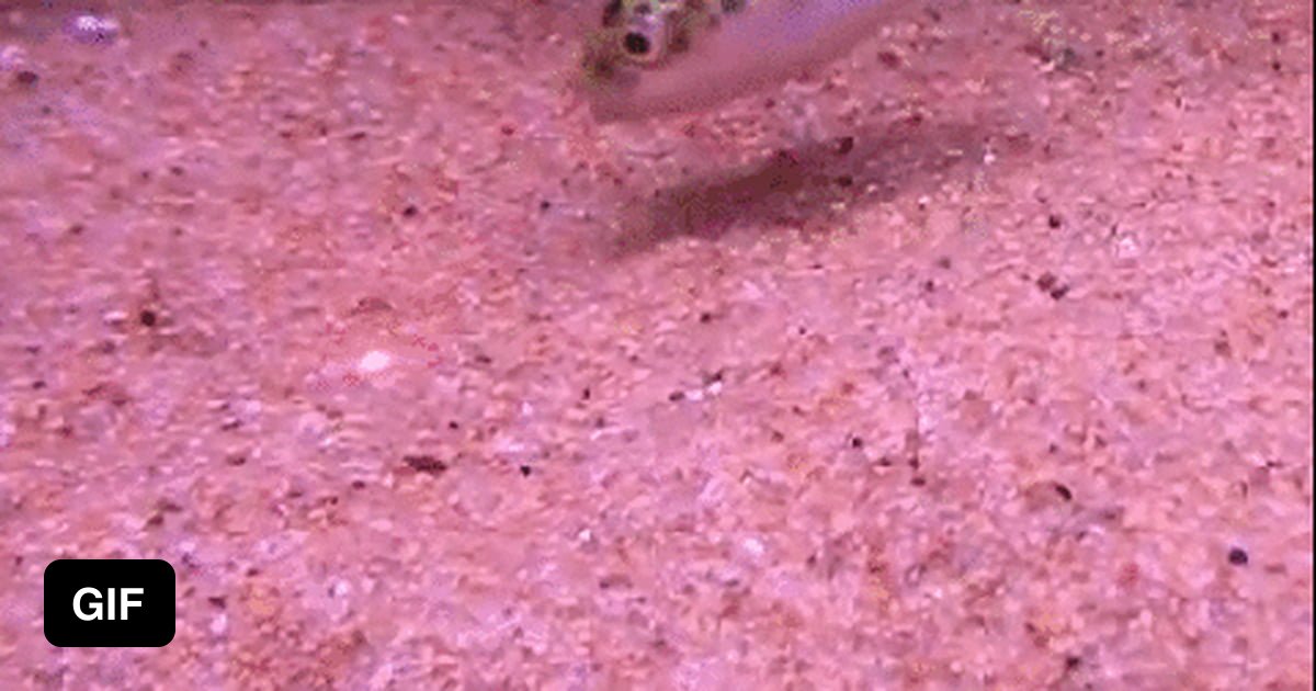 Laser pointers works for fish too! - 9GAG